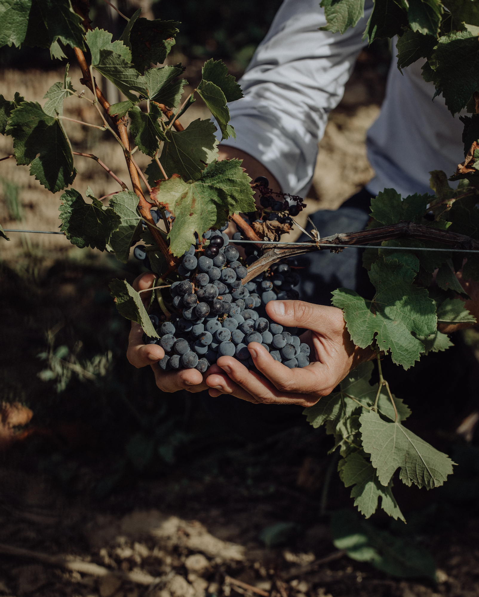 Le cépage Merlot - Chai Tour Eiffel